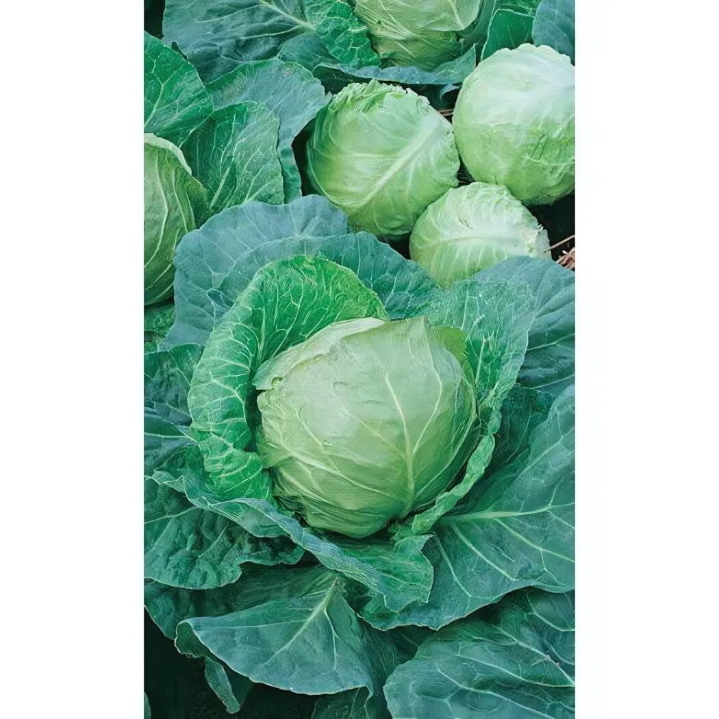 Семена капусты белокочанной 'Золотой Гектар', 0,5гр, раннеспелая, высокая урожайность