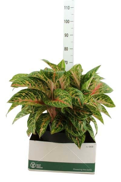 Аглаонема Кокомелон - Aglaonema Coco Melon D30 H70