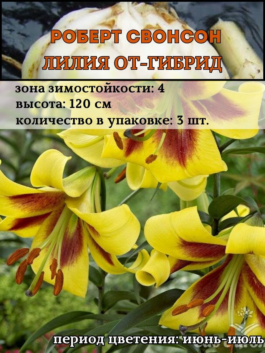 Лилия от-Гибрид, Роберт Свонсон, луковицы 3 штуки