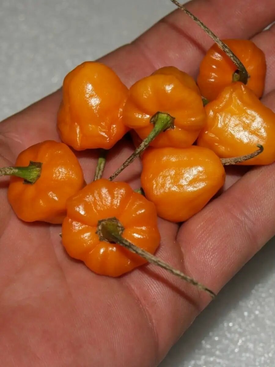 Коллекционные семена перца острого Пламенный привет