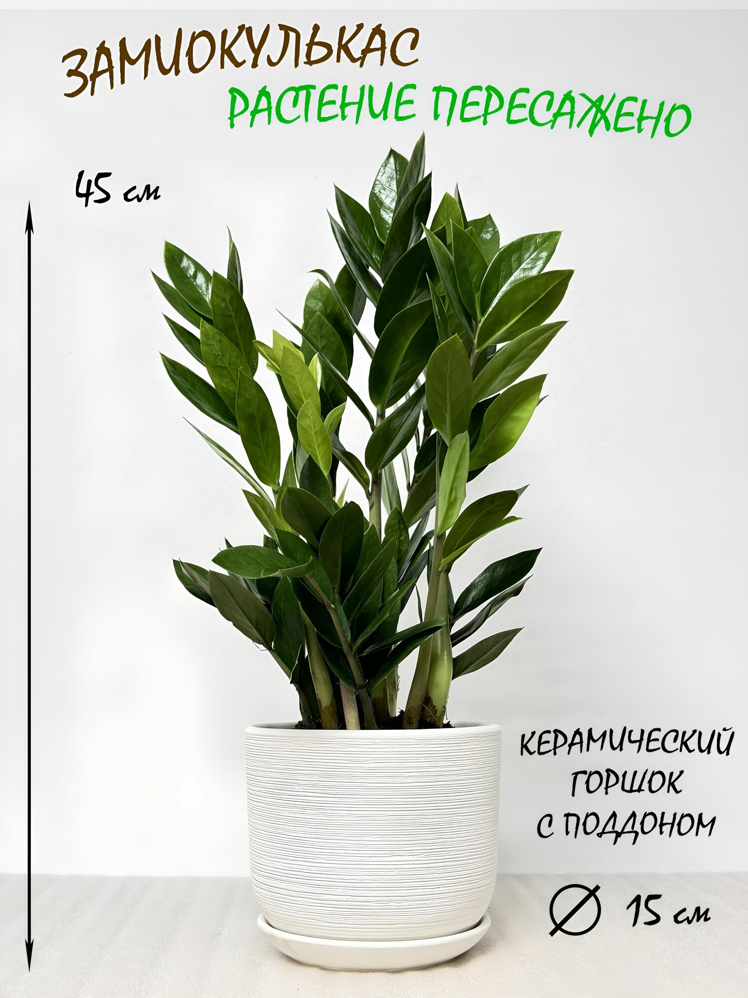 Замиокулькас, белый керамический горшок, поддон под горшок, высота 40-50 см
