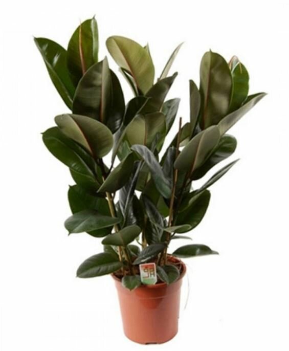 Фикус эластика Робуста - Ficus elastica Robusta D28 H100
