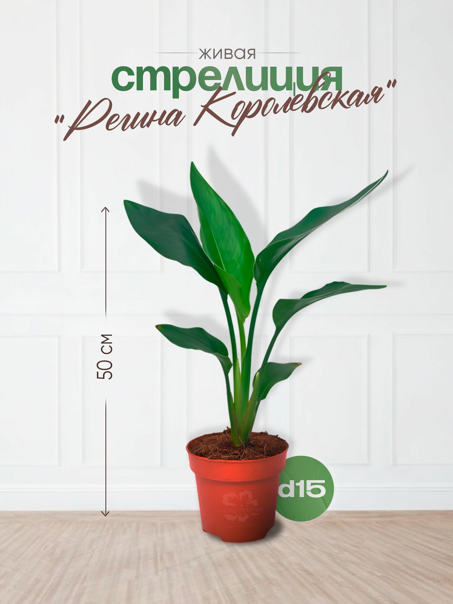 Стрелиция Регина Королевская 40*12