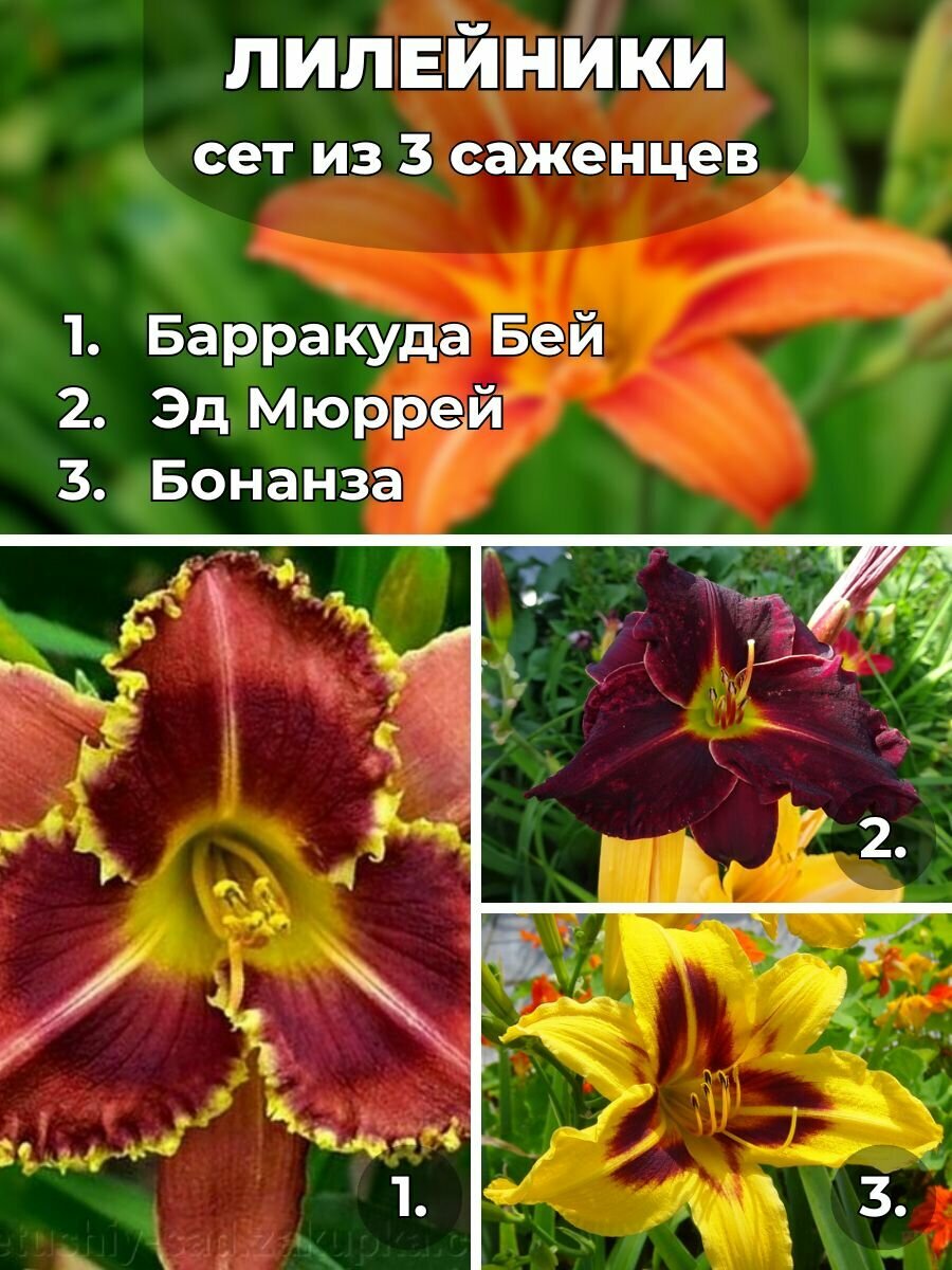 Лилейник, корневища , сет из 3-х сортов