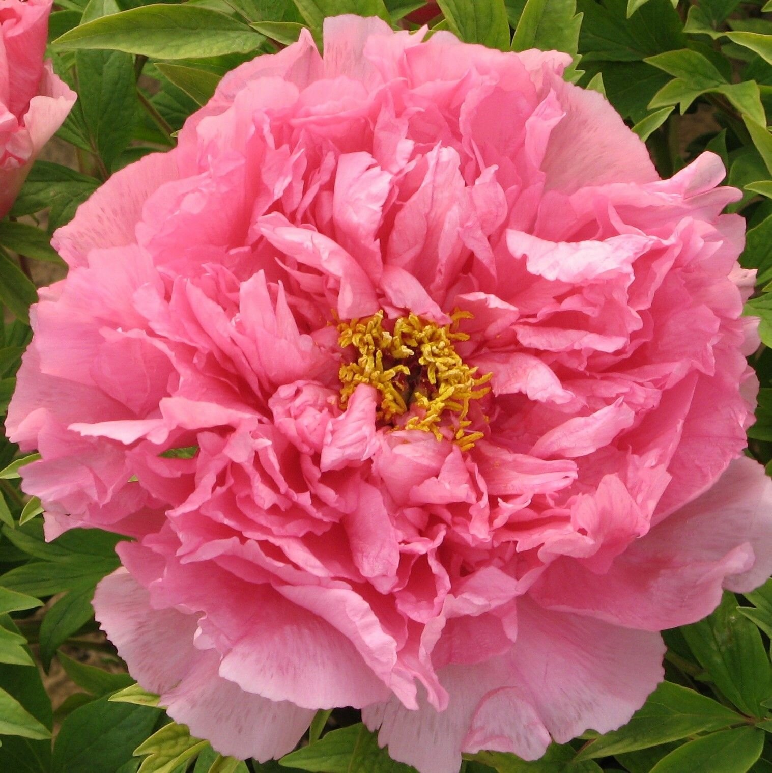 Пион Серебристый Ручей 1 шт