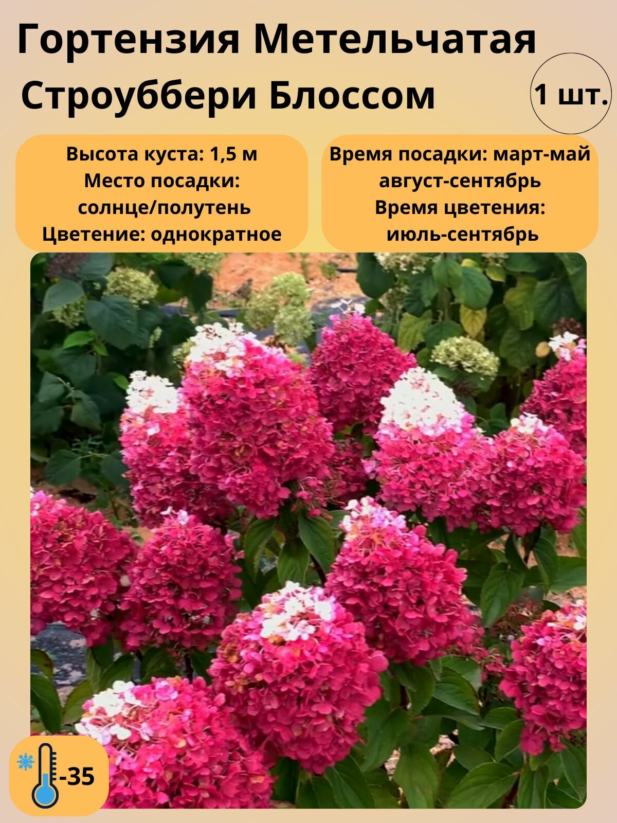 Гортензия метельчатая Строуберрри Блоссом, многолетние цветы 1 шт