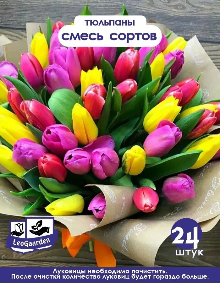Тюльпан Луковицы неочищенные, Микс сортов, 24шт (LeoGaarden)