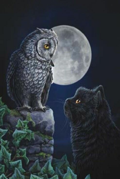 Схема для вышивки крестом HAED Purrfect Wisdom/Сова и чёрный кот
