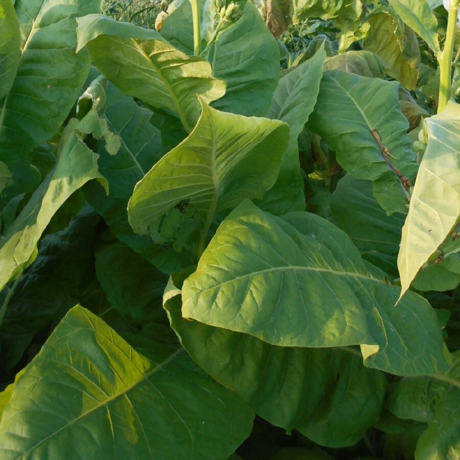 Семена Deodar SEEDS COMPANY Табак Аджарский 300 шт.