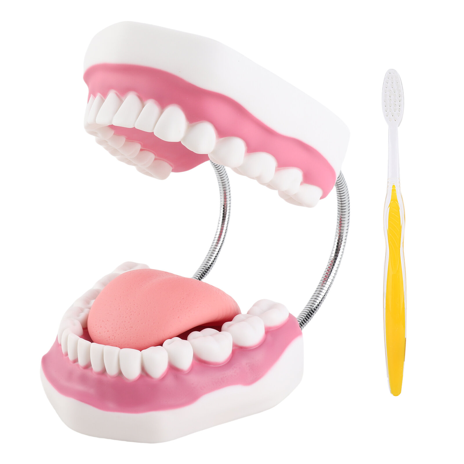 Демонстрация модели зубов для обучения в детском саду, образовательный инструмент по анатомии зубов для детей и обучения гигиене полости рта.