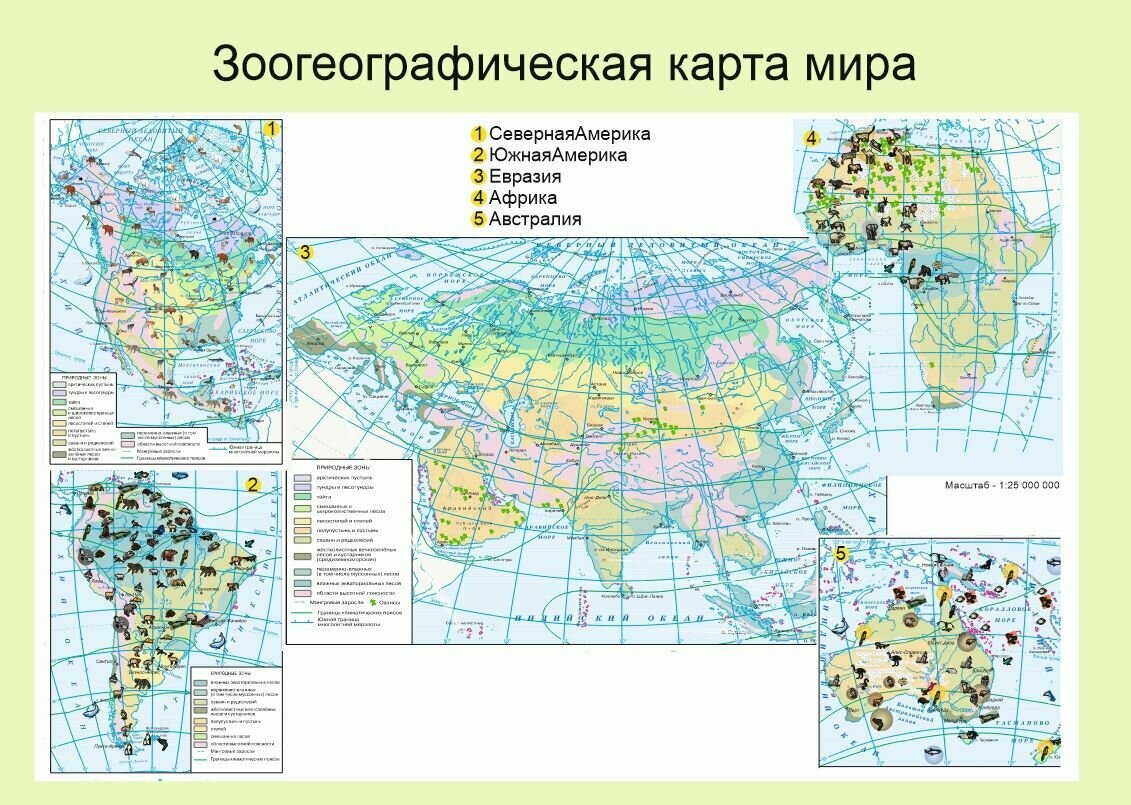 Зоогеографическая карта мира 7 класс
