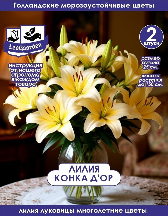 Лилия Луковица, Конка Д'Ор, 2 шт