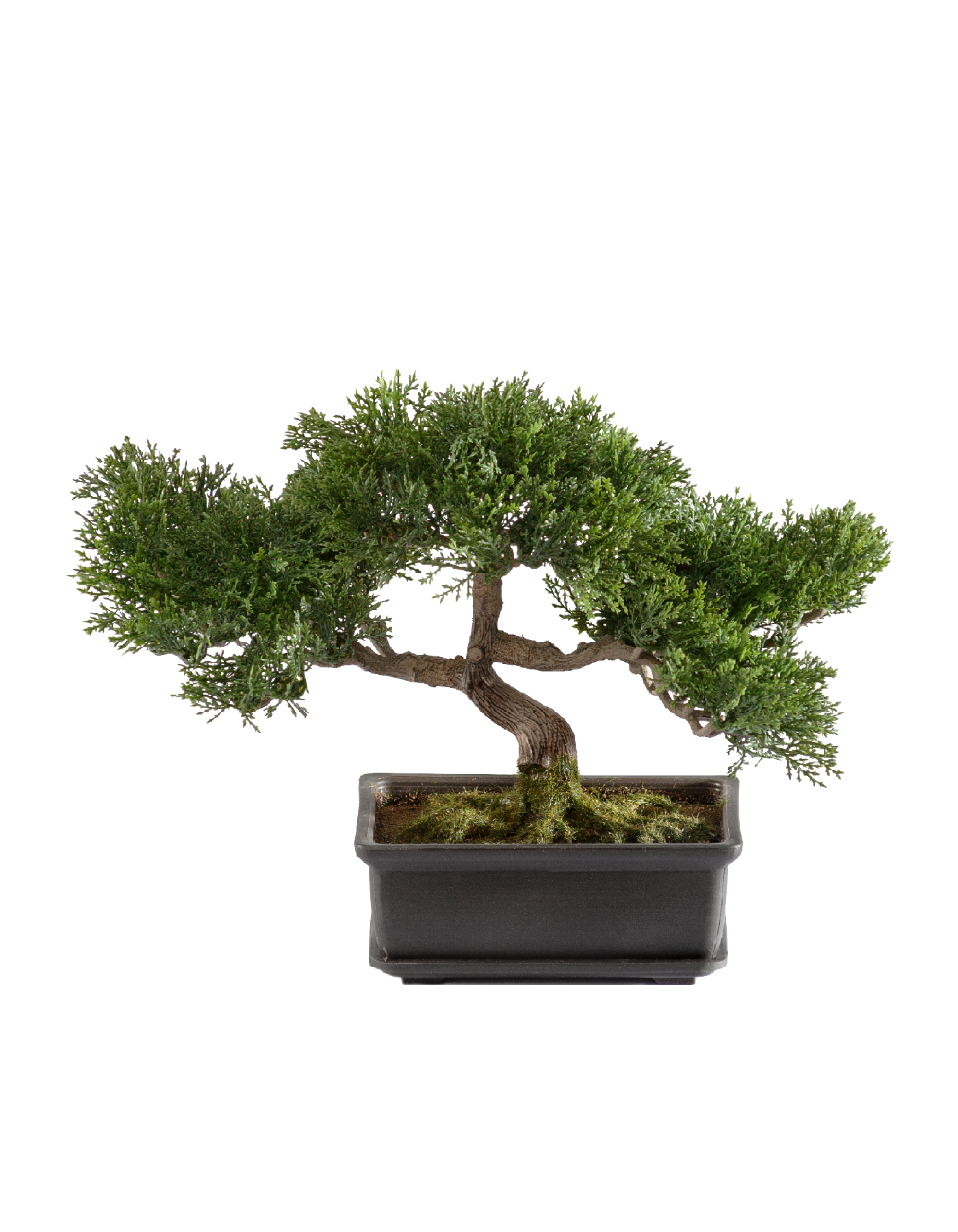 Бонсай Сосна-мини в кашпо в-22 см 6/24 ботаническая копия