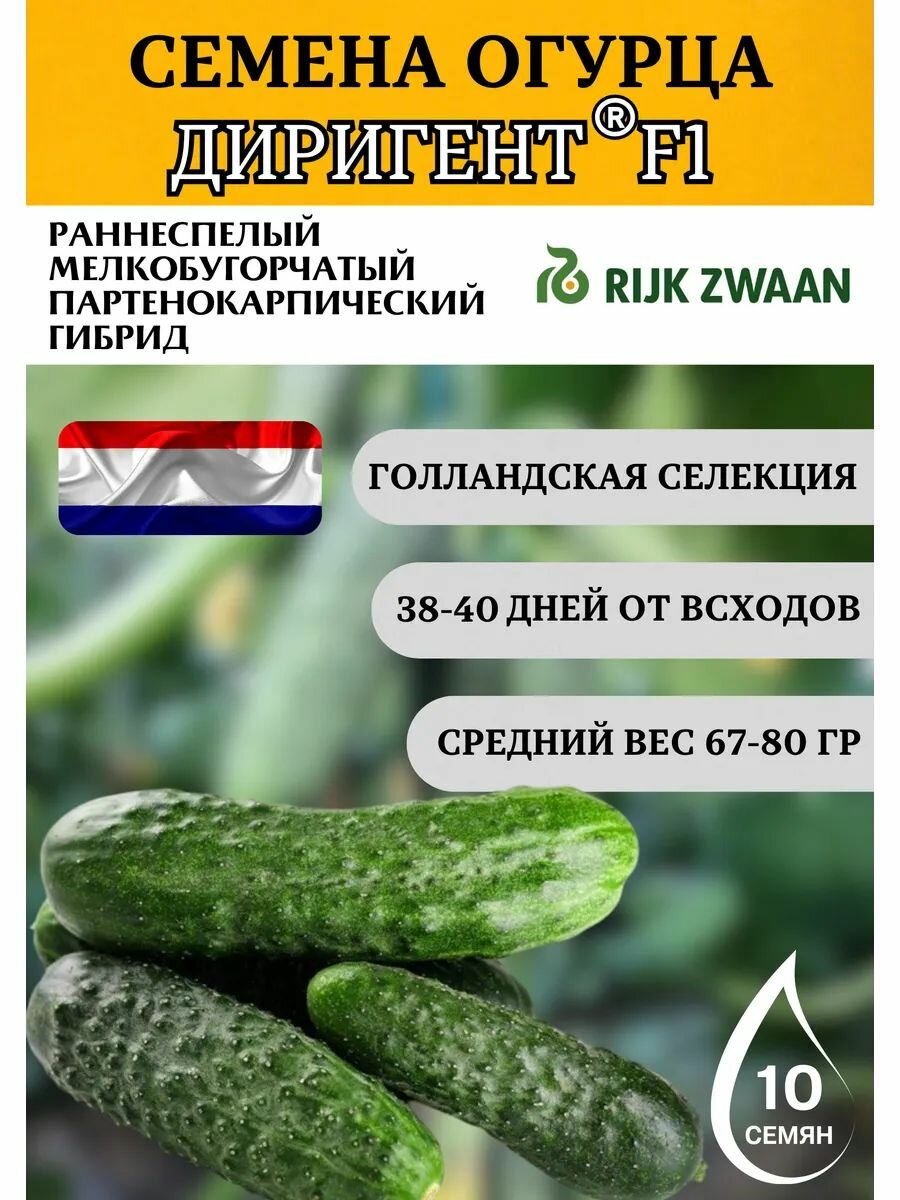 Семена огурца Rijk Zwaan Диригент F1 для открытого грунта 10 семян