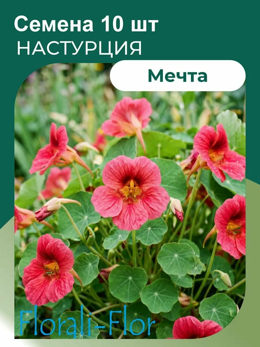 Настурция Семена