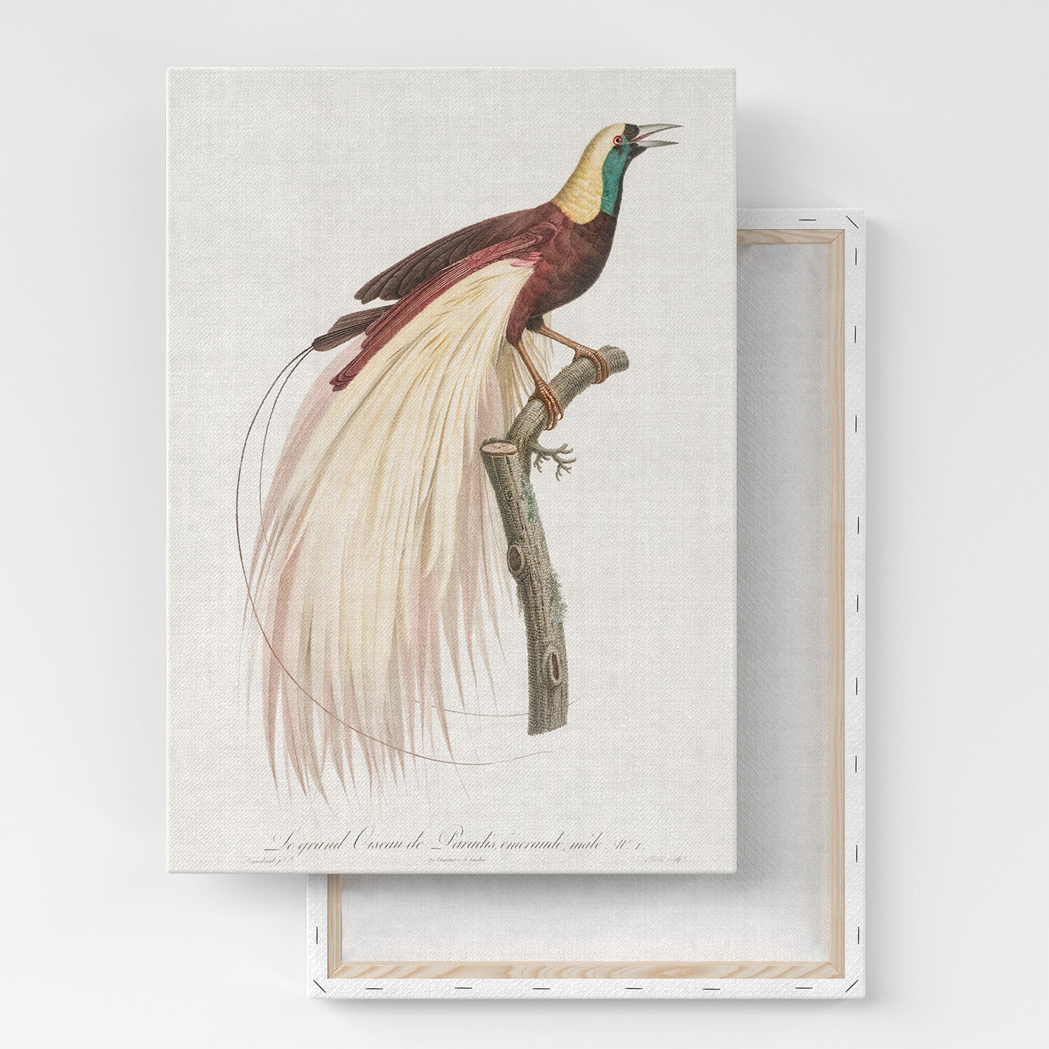 Картина на холсте, репродукция / Des Oiseaux de Paradis / Размер 30 x 40 см