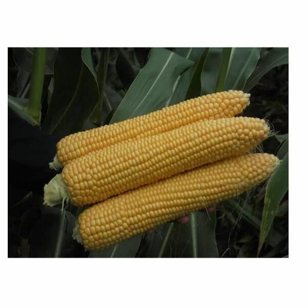 Семена Кукурузы "Драйвер F1", 10 шт. семян