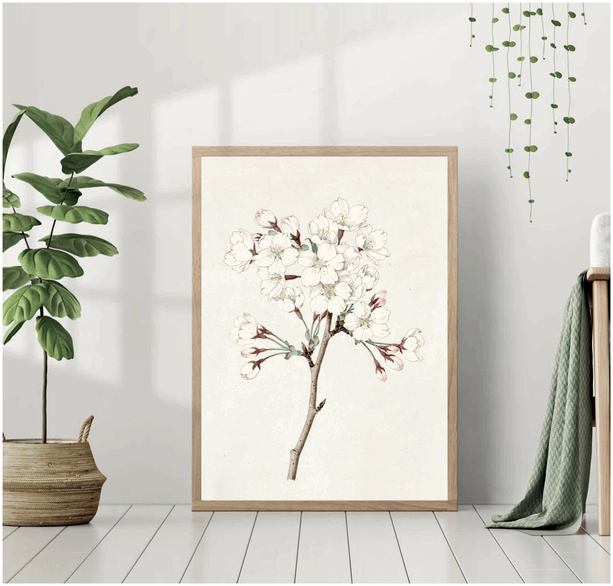 Постер "Рисунок ветка Жасмина" без рамы 50x70 см на стену для интерьера