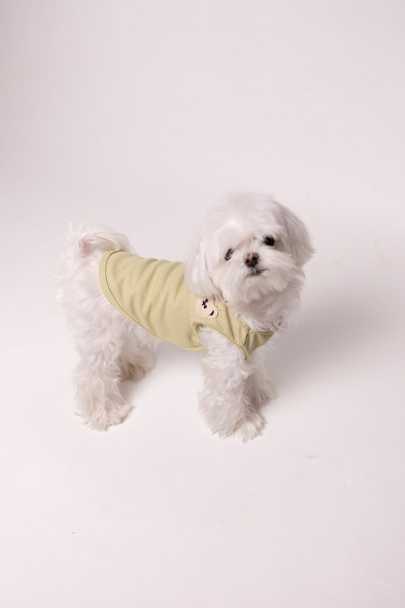 Летний жилет для домашних животных кошек и собак, одежда для средних и мелких пород