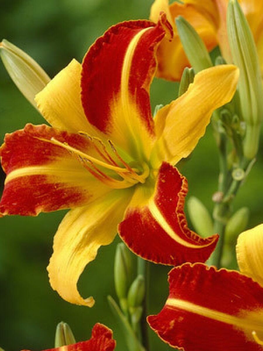 Лилейник Франс Халс