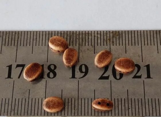 Аксессуары для древней модели корабля, шкивы из цельной древесины с одним блоком, шкивы из американской вишни, 20 шт./партия