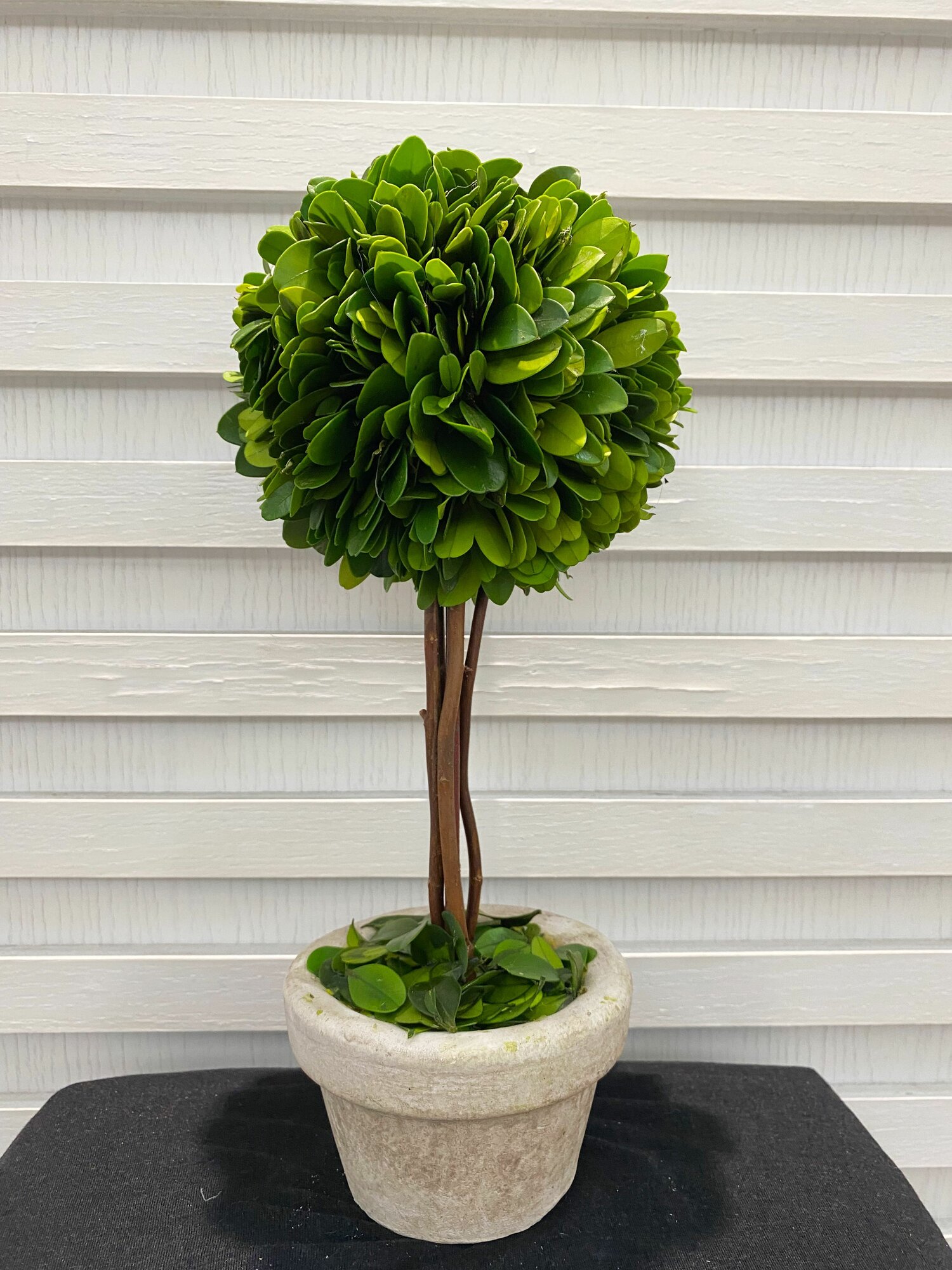 Самшит в горшках / растения для хранения в свежем виде, 2-3 года / уникальное украшение дома