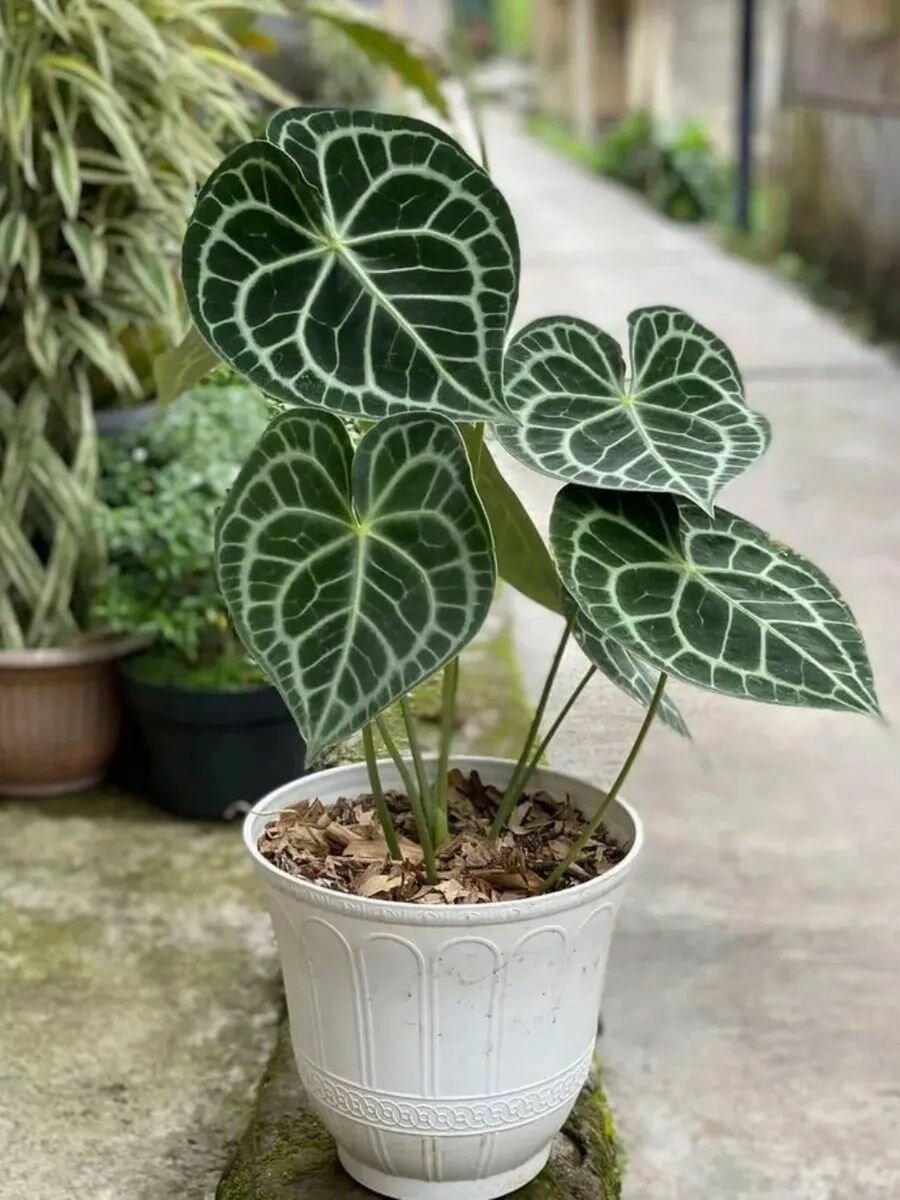 Антуриум GREEN TOWN "Магнификум", живой цветок, в коробке, 1 шт