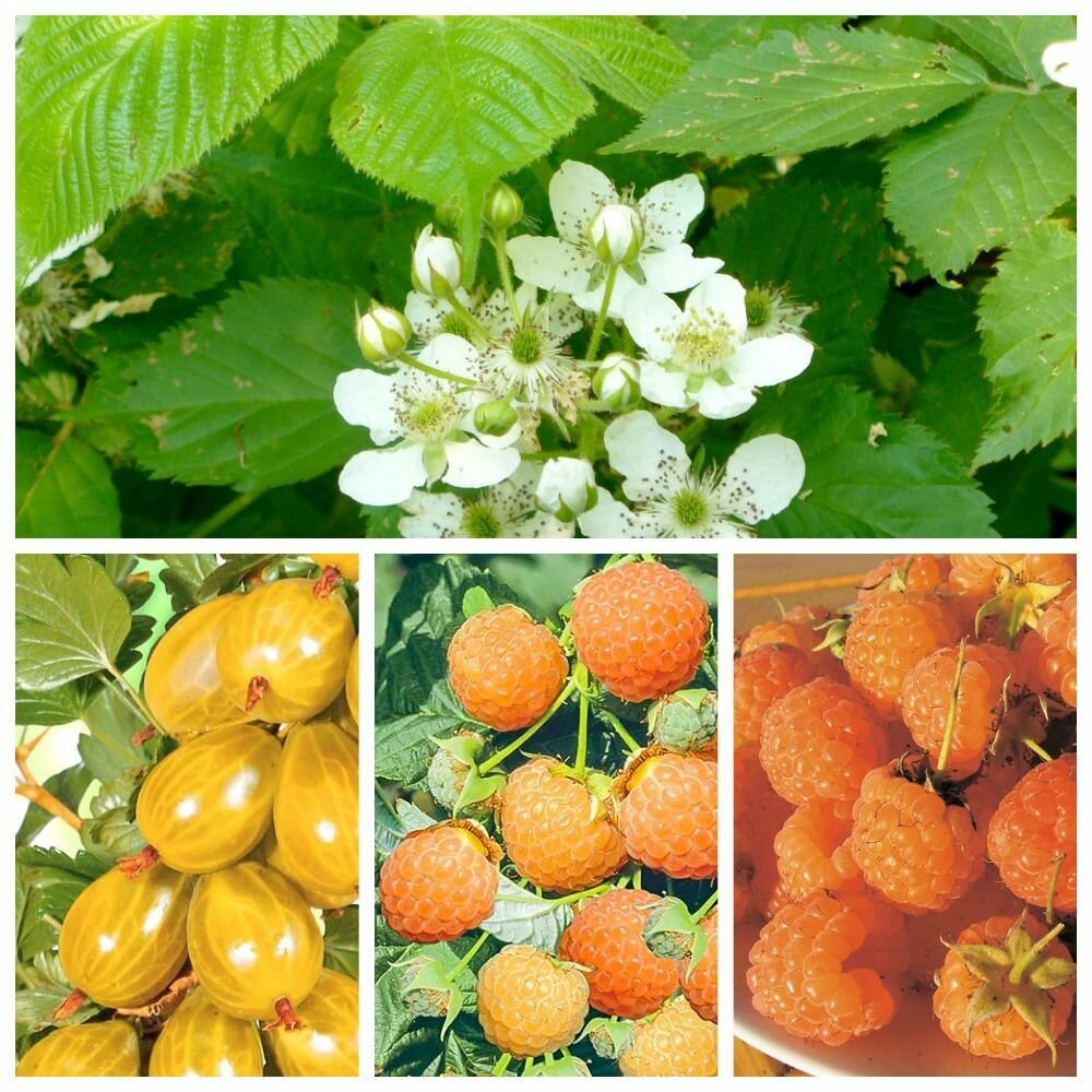 Набор саженцев Медовая сказка; 3 шт