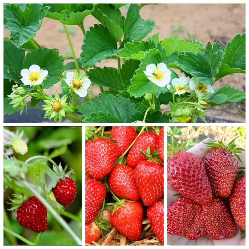 Комплект саженцев земляники Лесная нимфа;15шт