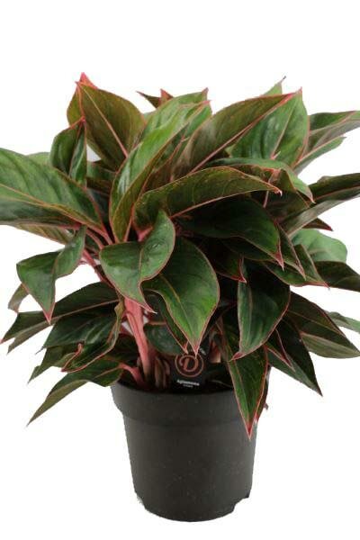 Аглаонема Джангл Ред - Aglaonema Jungle Red Mint D19 H45