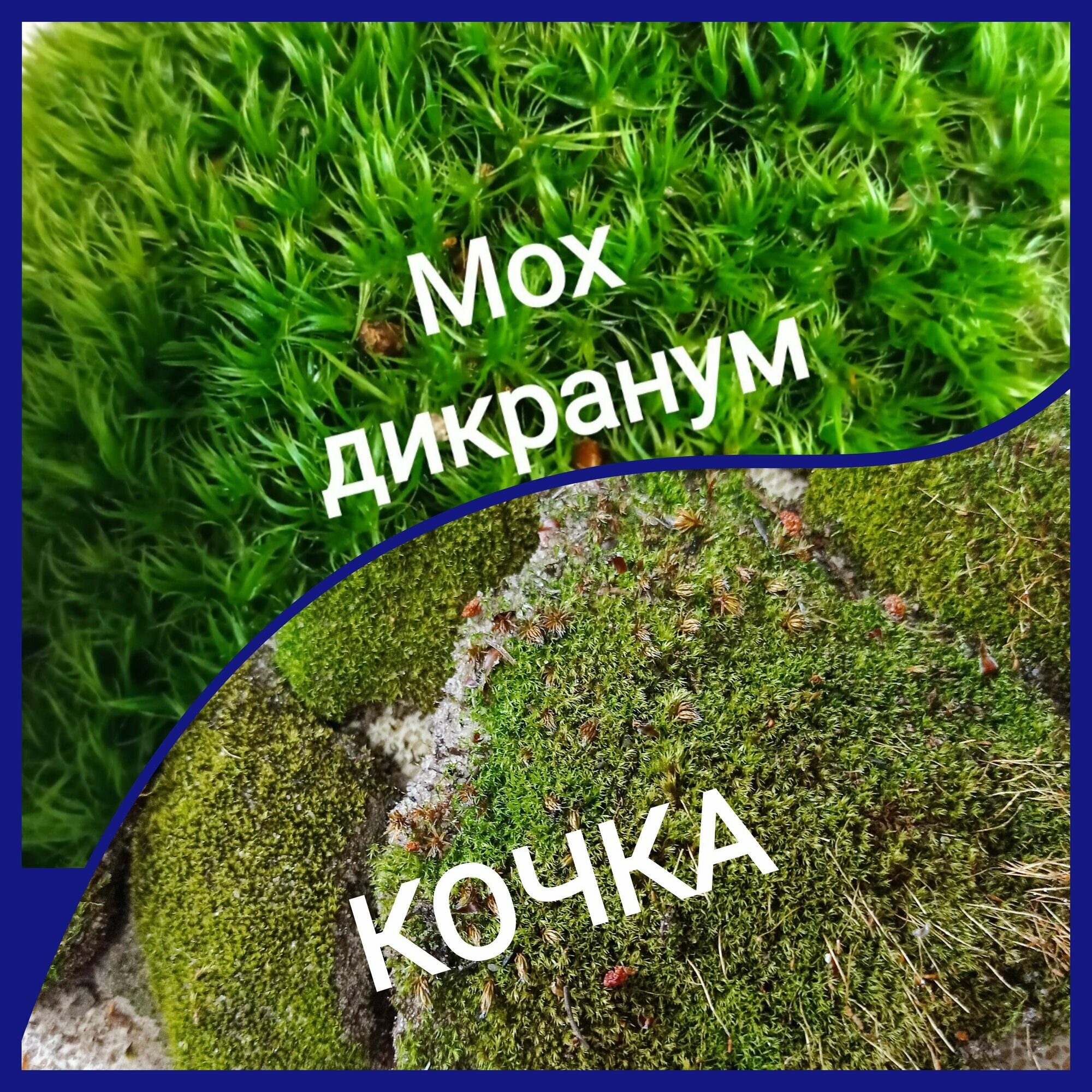 Два вида зелёного мха. Кочка + дикранум. Натуральный. Лесной.