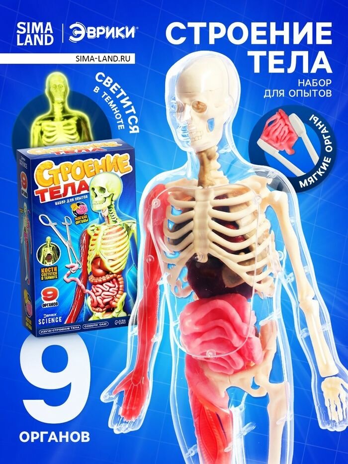 Набор для опытов Эврики по анатомии "Строение тела", светится в темноте, с мягкими органами