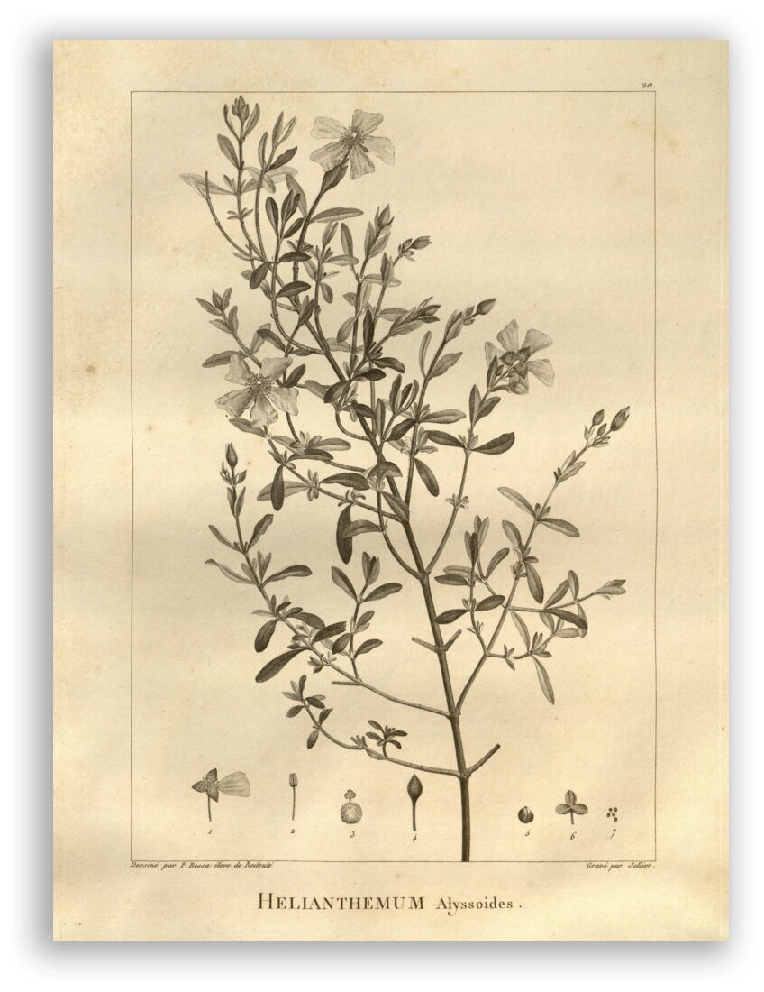 Гравюра Постер на бумаге / Helianthemum / Солнцецвет
