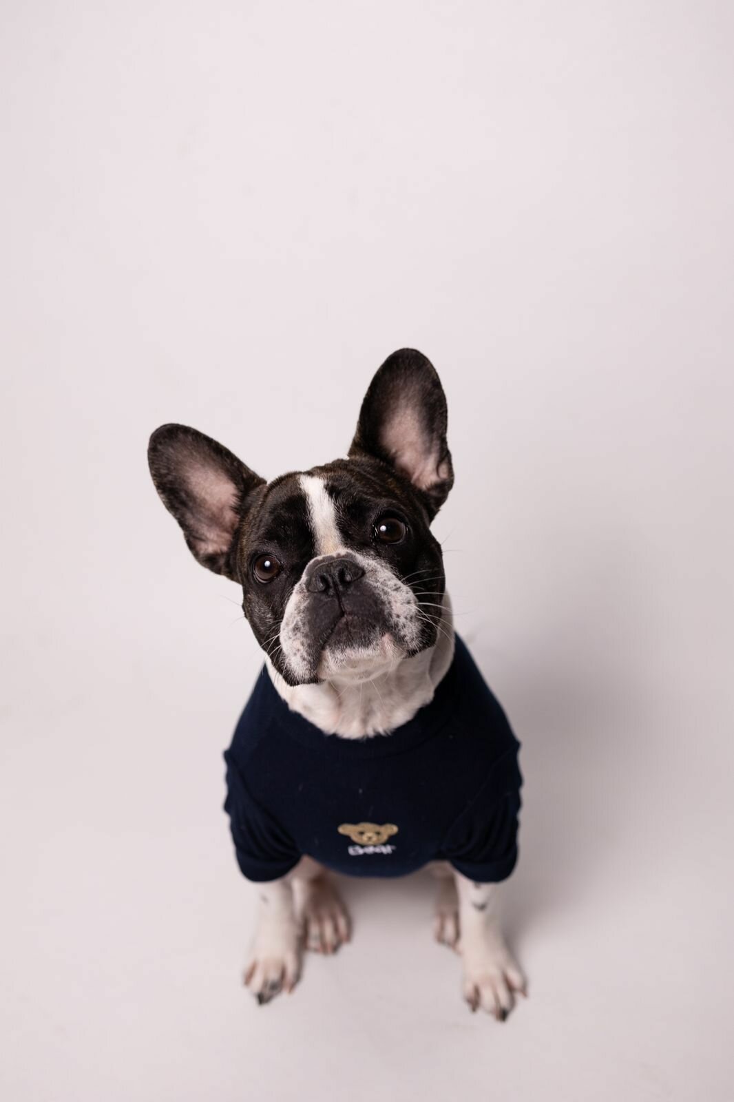 Одежда Family Pet Одежда для собак средних пород /Толстовка для собак и кошек