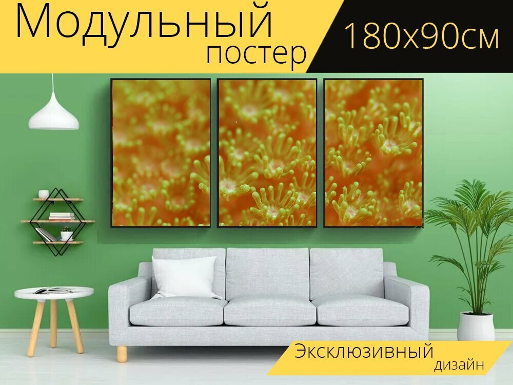 Модульный постер "Актинии, ветреница, водные животные" 180 x 90 см. для интерьера