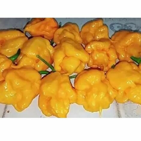 Семена Острый перец 7 Pot Primo Orange, 5 семян + подарок