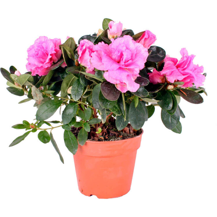 Азалия комнатный цветок в горшке декоративно цветущее растение