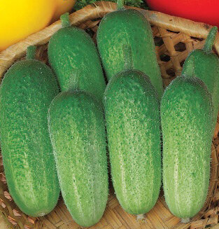 Семена огурцов Бидретта F1 (0,3 гр.)