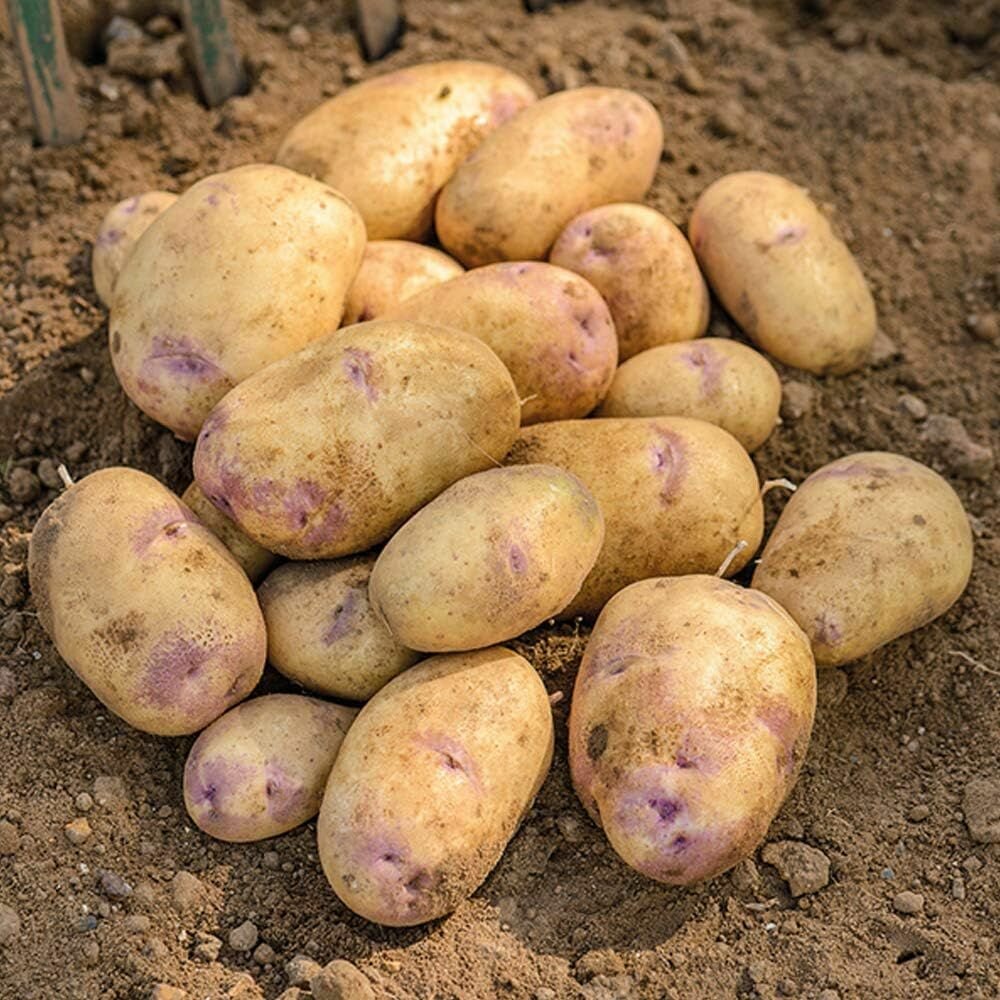 Семена Картофель Пикассо — фото 1