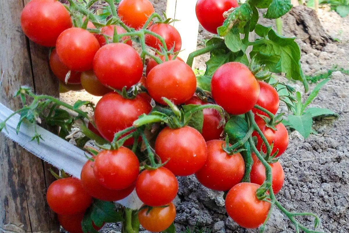 Коллекционные семена томата Раннее чудо