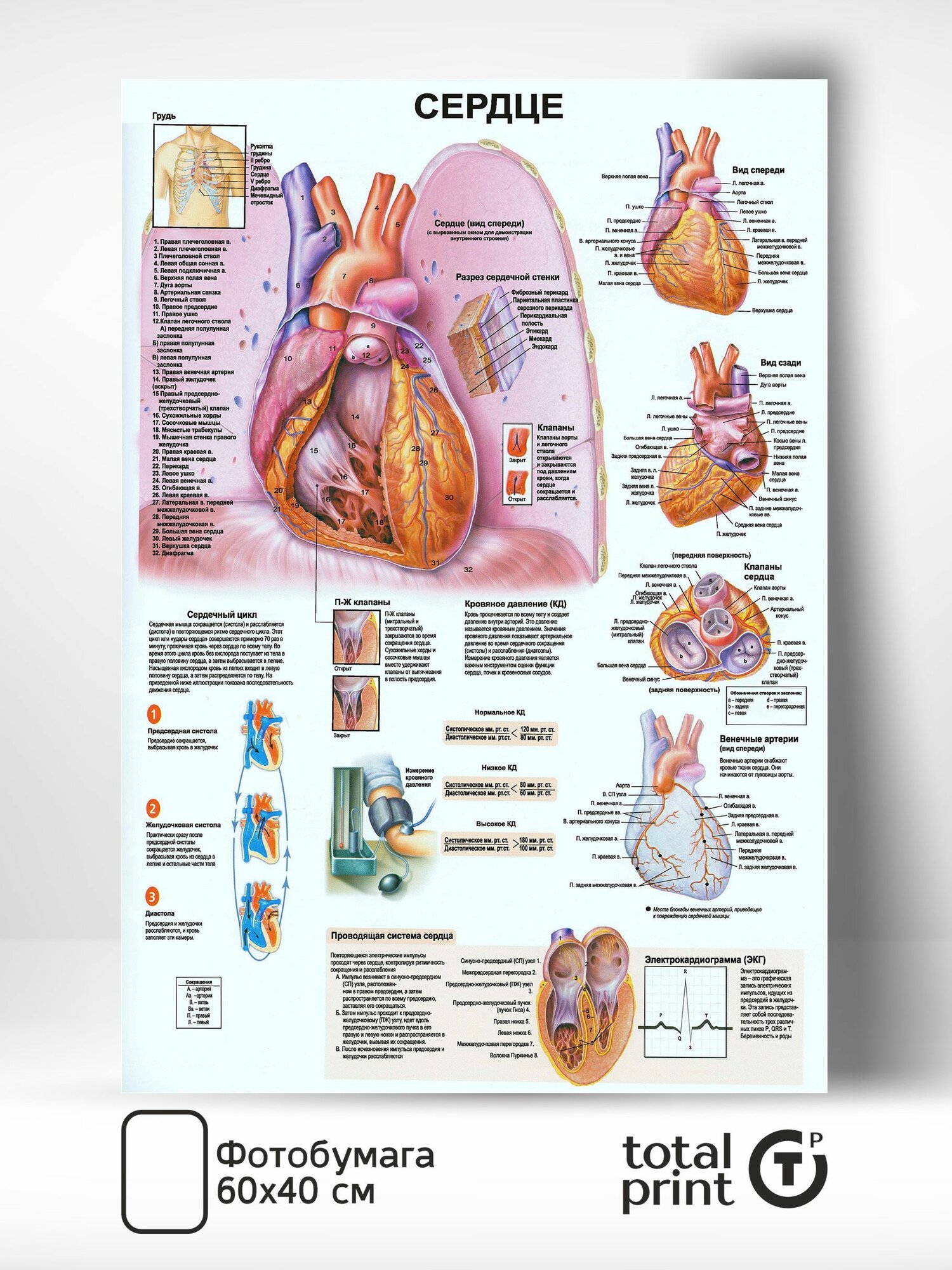 Постер на медицинскую тематику, 60х40см, Сердце, TotalPrint