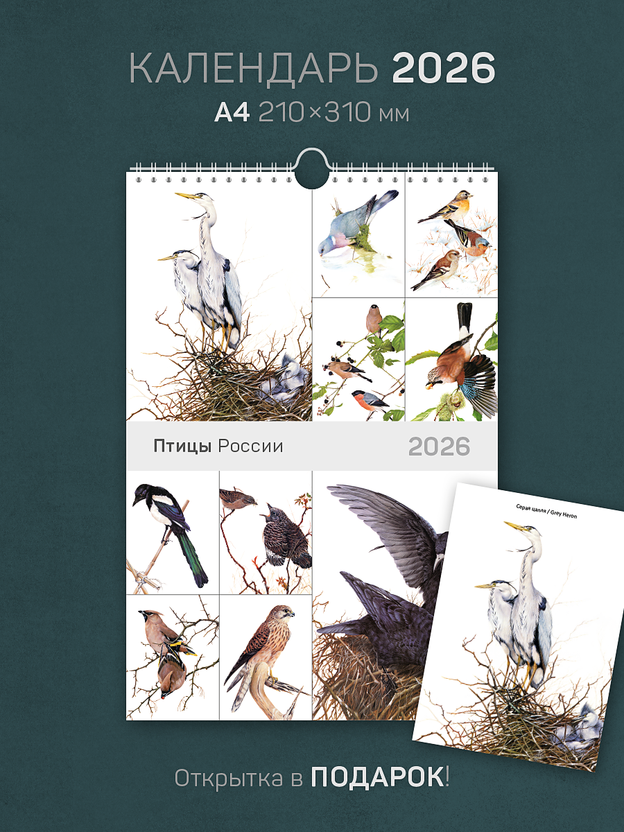Календарь А4 "Птицы России" на 2026 год, настенный, перекидной