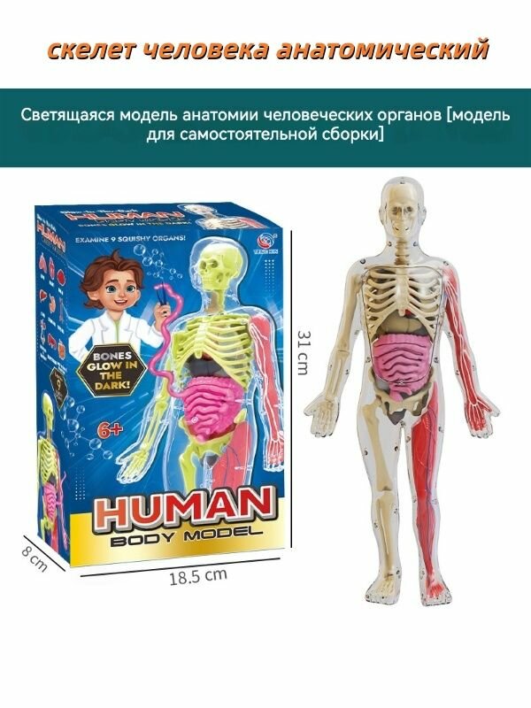 Скелет человека анатомический-Съемный набор моделей анатомии человека, материал ПВХ, может быть изготовлен своими руками