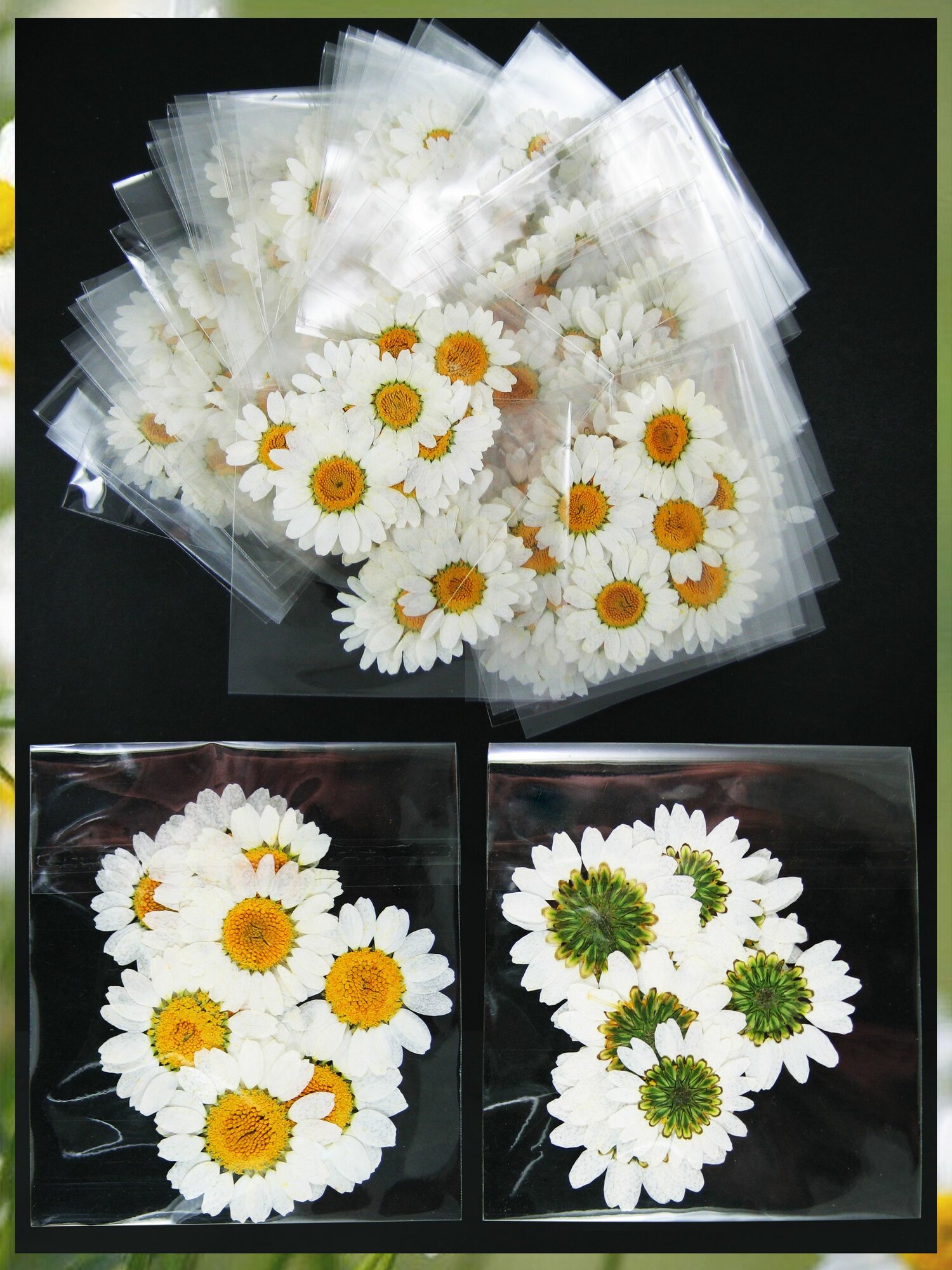 5 пакетов прессованные цветы маргаритки (30 шт, белые), стабилизированные цветы ромашка, сухоцветы для эпоксидной смолы, скрапбукинг, сухоцветы для изготовления украшений из эпоксидной смолы и свечей