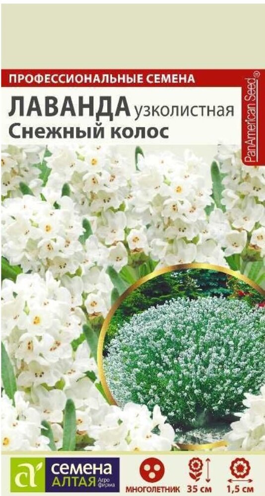 Цена за 10 пачек! Семена Лаванда Снежный колос узколистная белая 5шт Мн 35см (Семена Алтая)