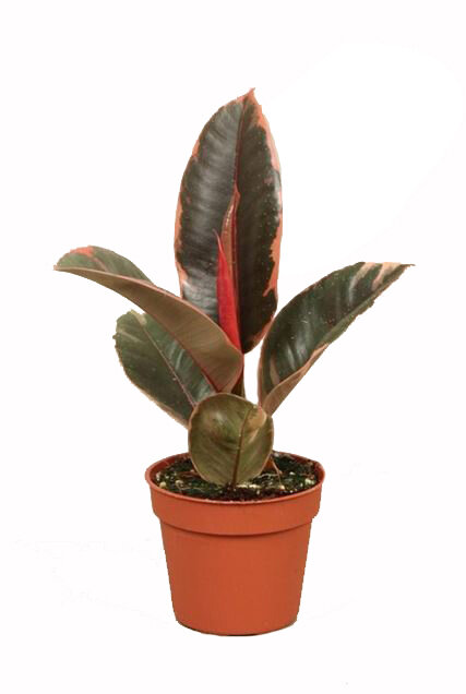 Фикус Эластика Белиз - Ficus Belize D12 H30