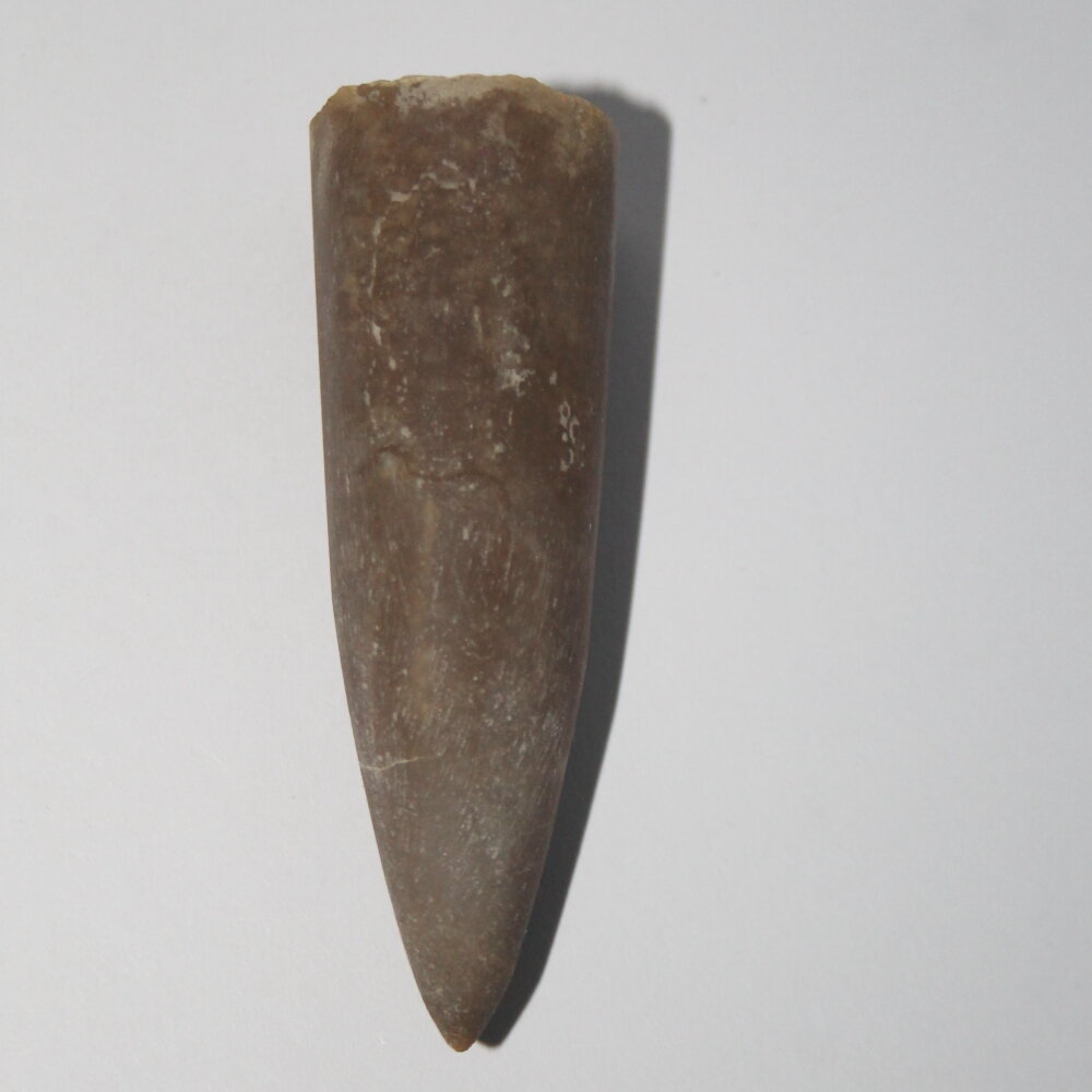 Белемнит ископаемое, чертов палец окаменелый древний моллюск, коллекционный образец "True Stones"