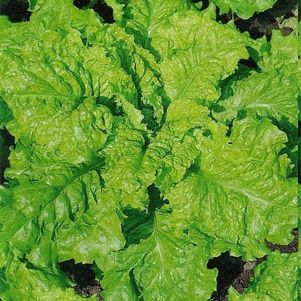 Семена Салат листовой Неженка, (4 упак.)