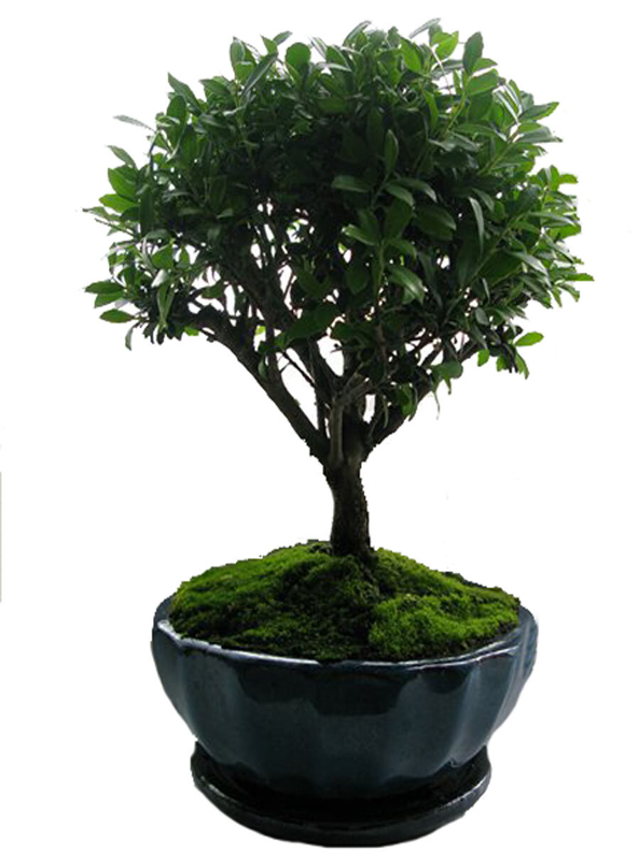 Бонсай Падуб, Дуб каменный, илекс - Bonsai Quercus ilex D25 H35