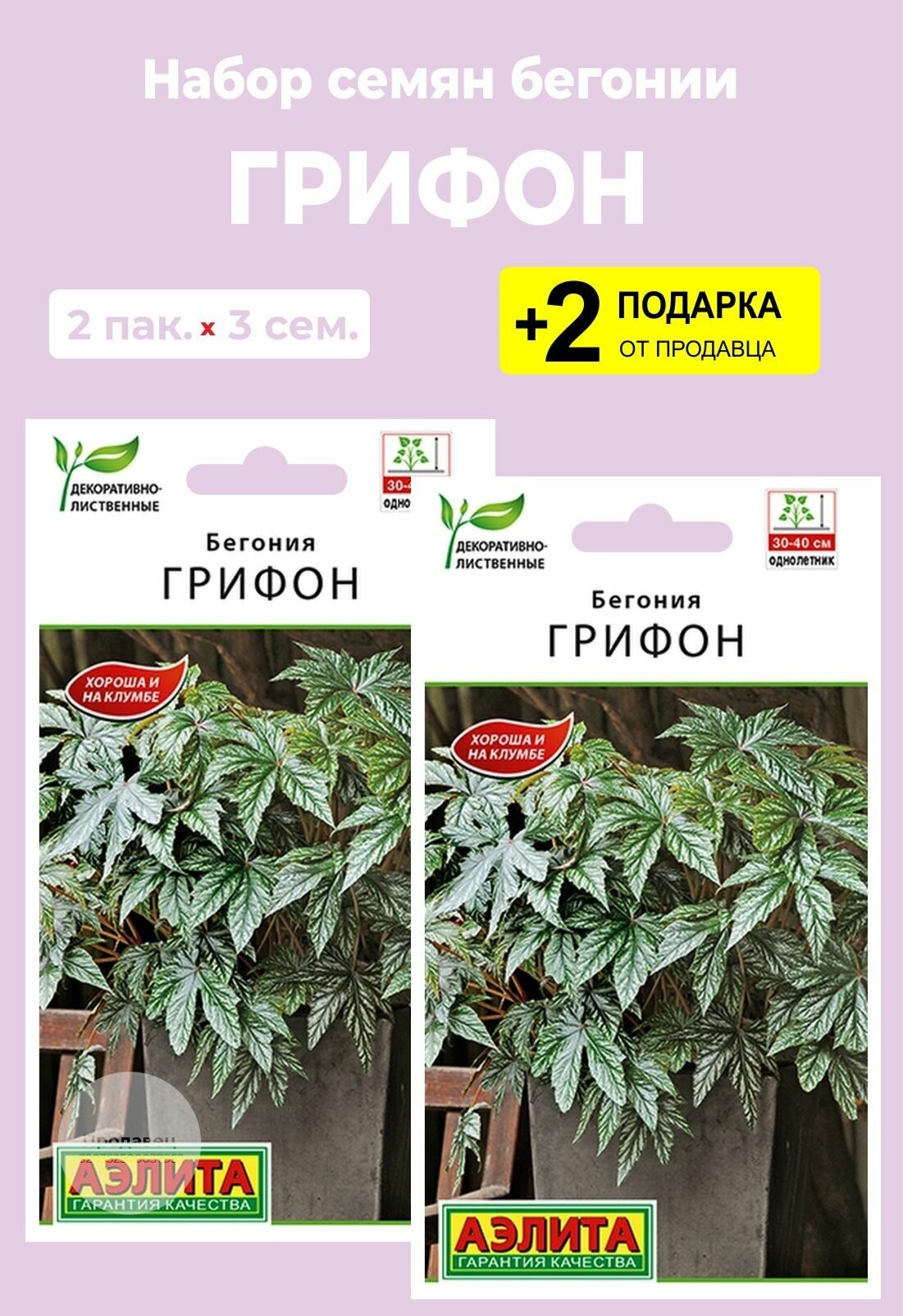 Бегония грифон — купить по низкой цене на Яндекс Маркете